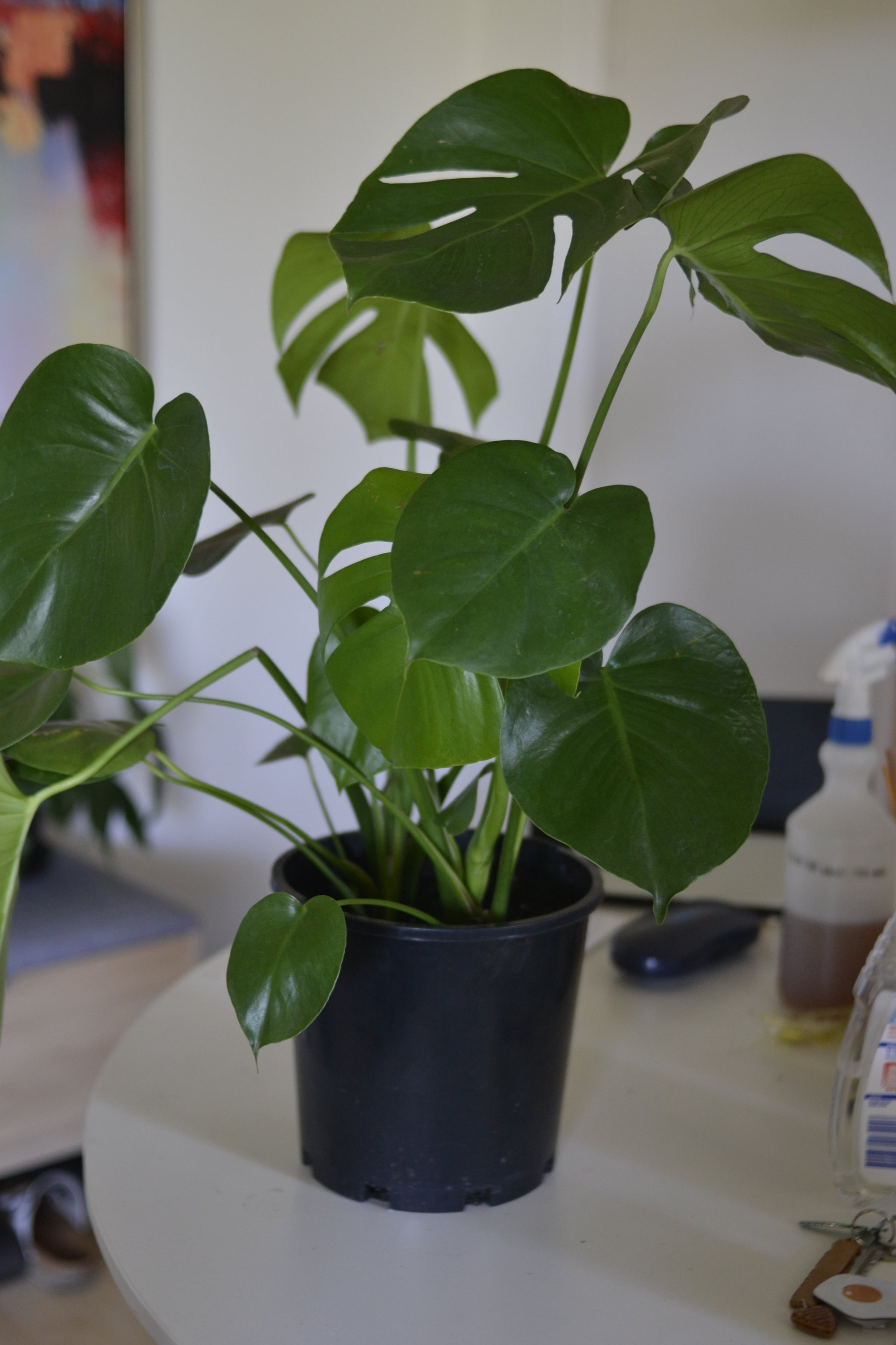 The Complete Bougainvillea Hybrid Torch Glow Plant Care Guide: Water ...