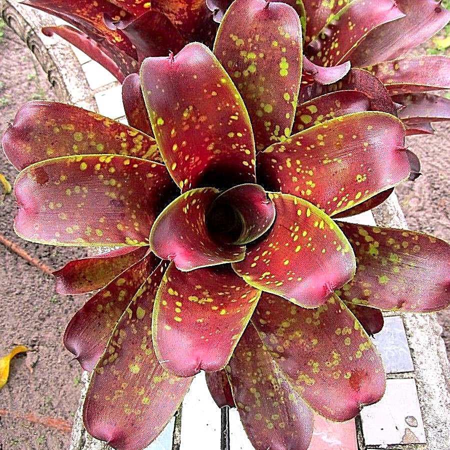 Neoregelia chlorosticta Plant Care: Water, Light, Nutrients | Greg App 🌱