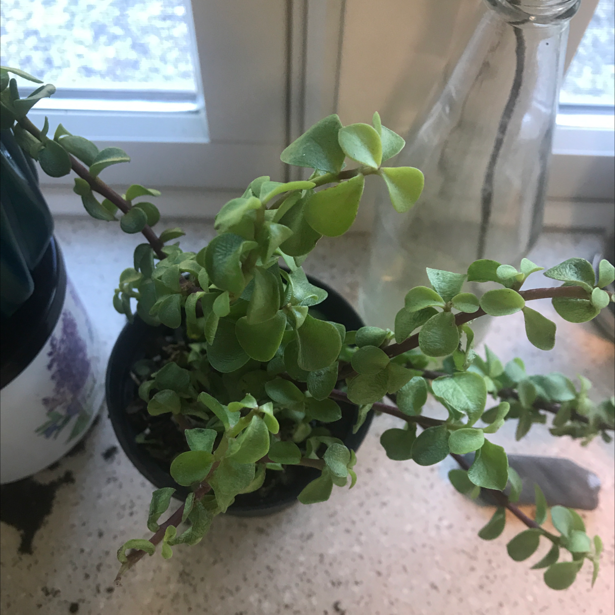 🐘 Why Are My Elephant Bush Leaves Droopy?