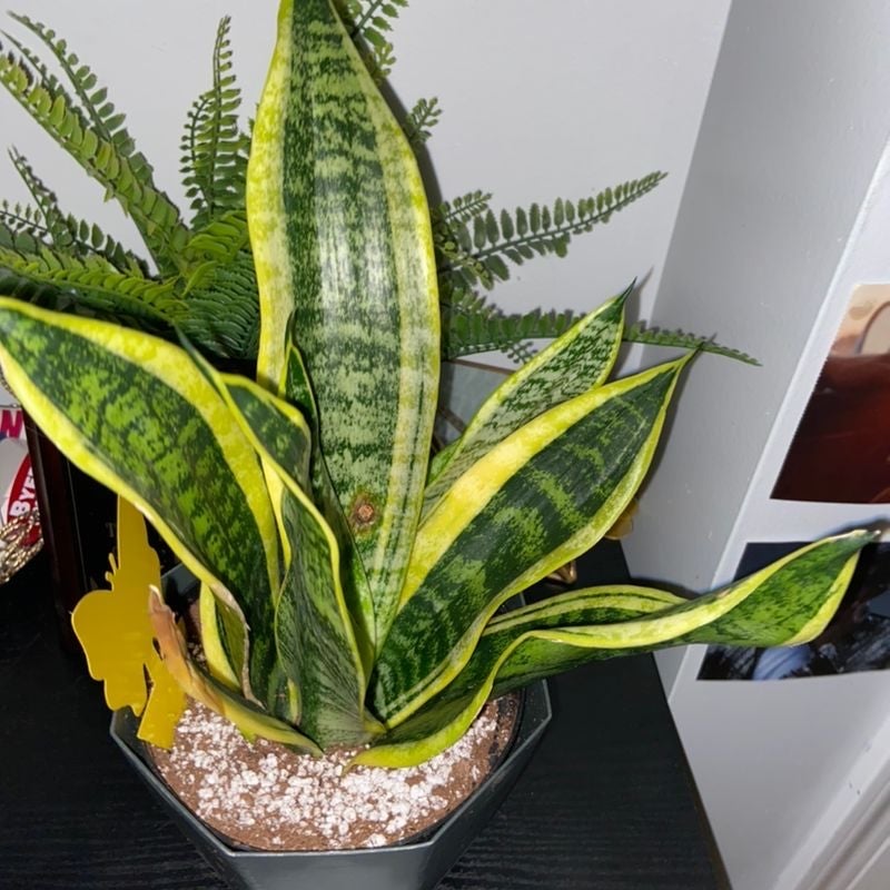 Propagating Snake Plant 🐍: Step-by-step Guide