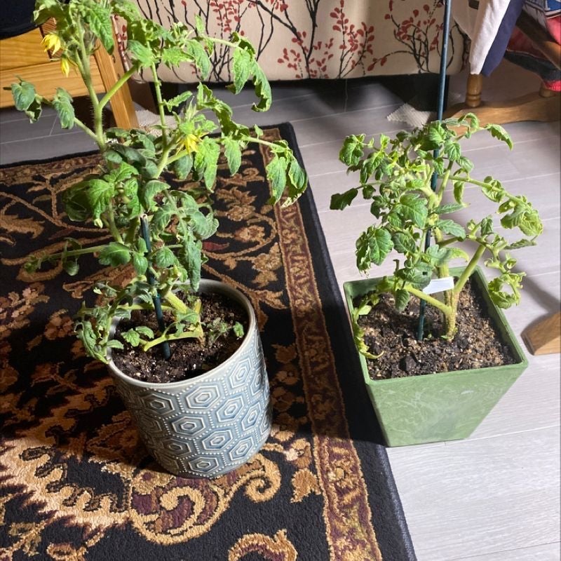 What To Do About 🍅 Tomato Plant Root Rot