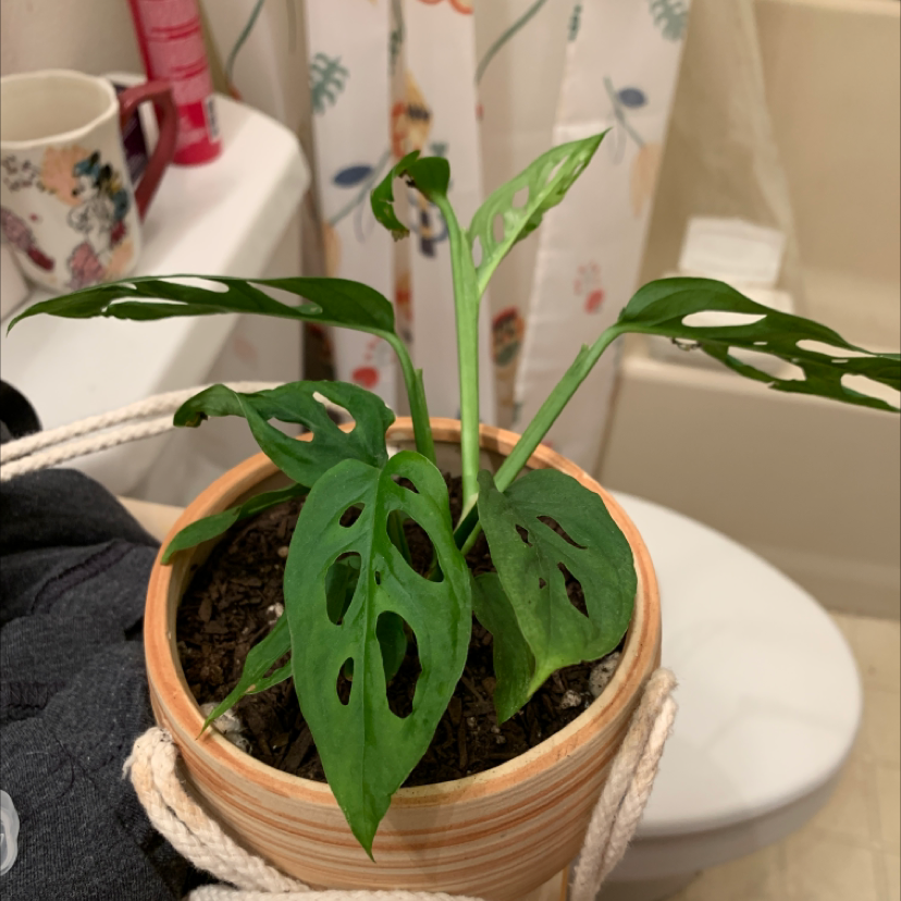 Propagating Your Window Leaf: Step-by-Step Guide