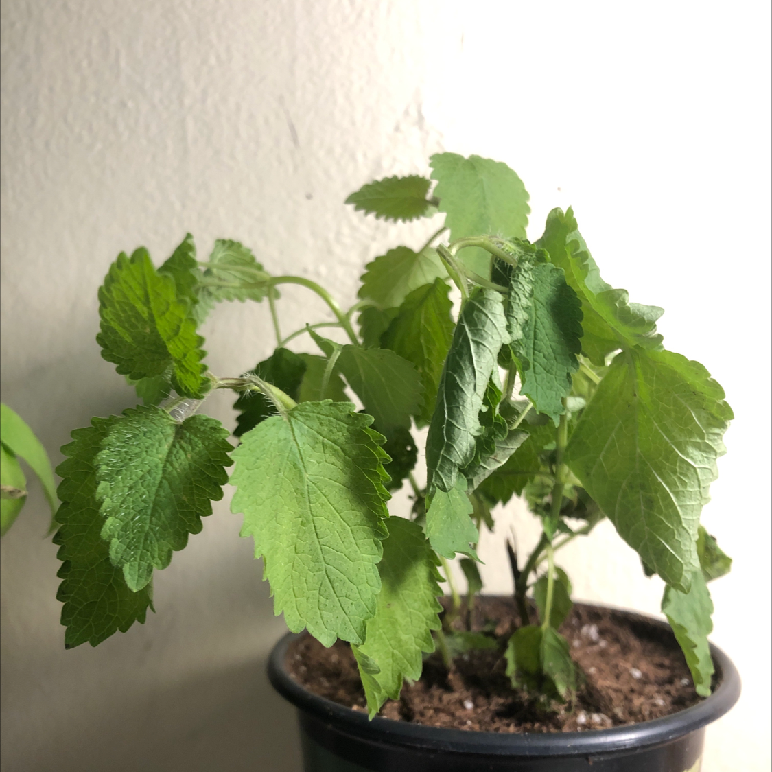 🍋 What To Do About Bugs on My Lemon Balm?