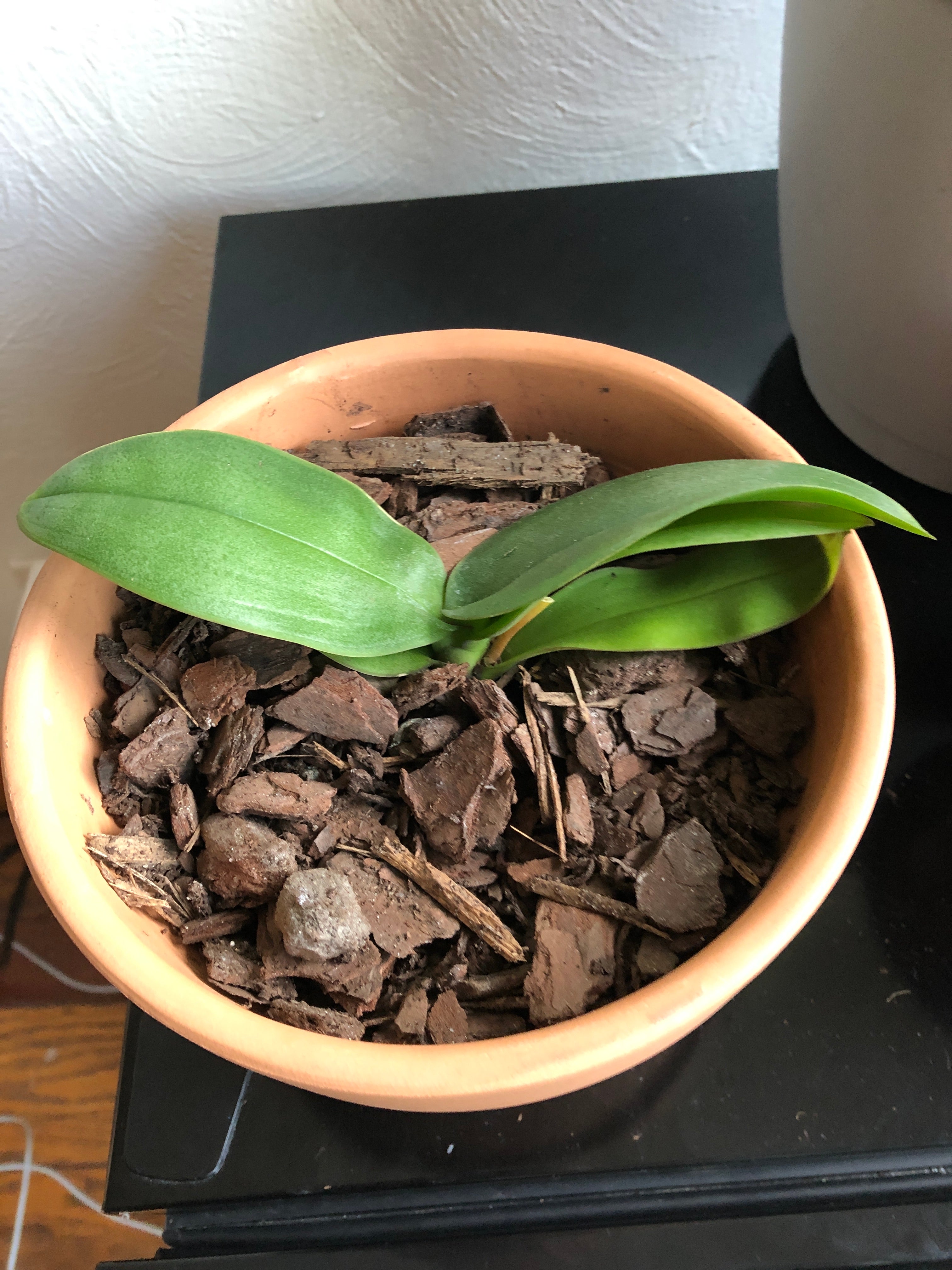 10 Benefits of Having a Wax Plant