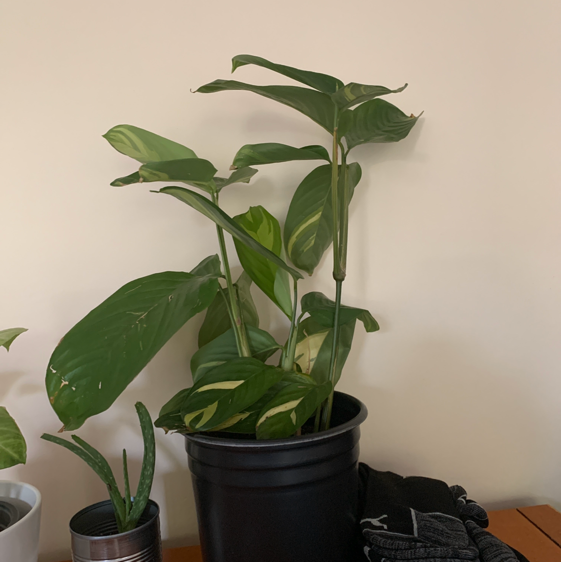 The Complete Emerald Ripple Pepper Plant Care Guide: Water, Light & Beyond