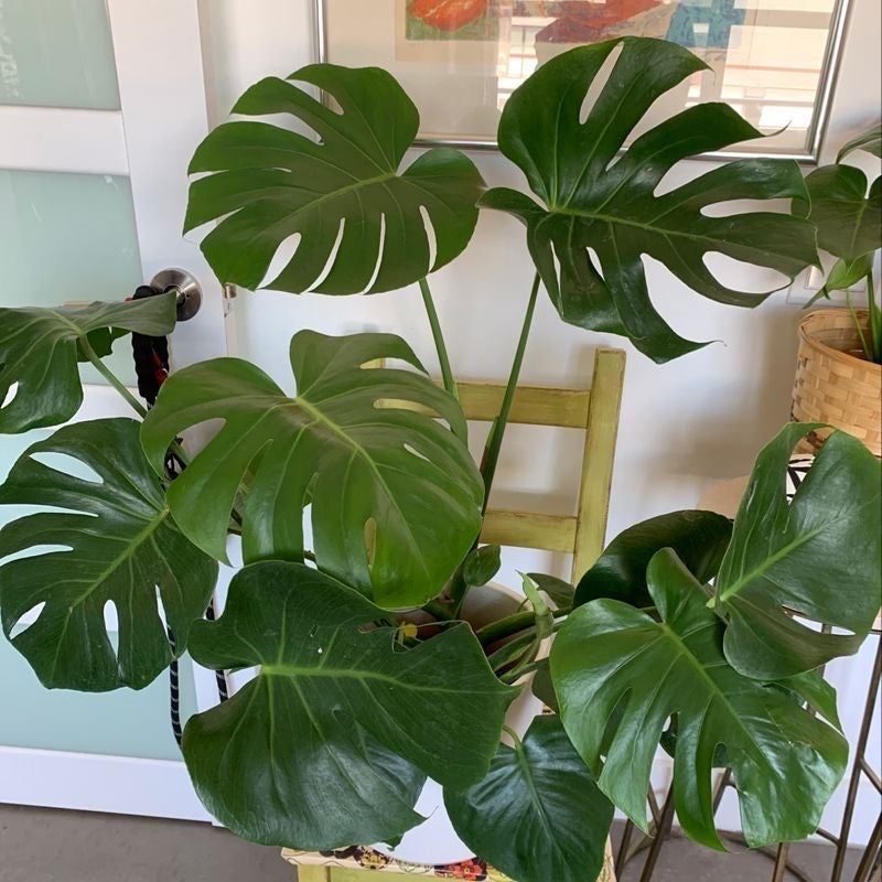 🌞 Does My Monstera Need Direct Sunlight?
