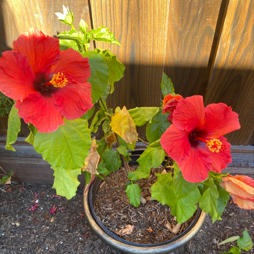 What Do Chinese Hibiscus Flowers Mean?