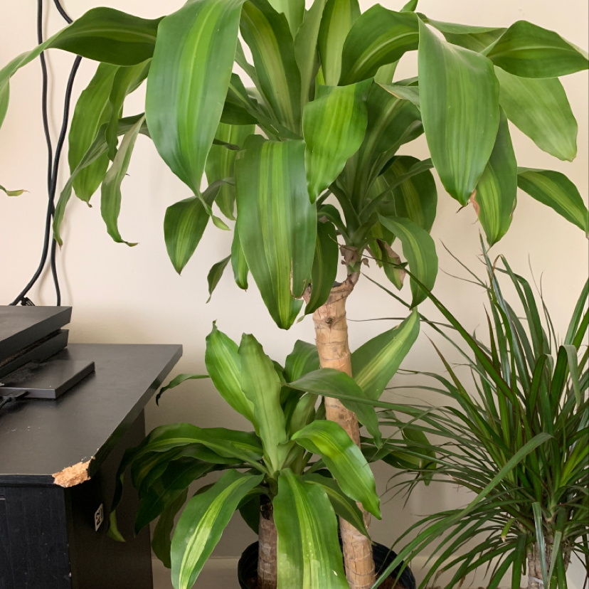 Propagating 🐉 Dragon Tree: Step-by-step Guide