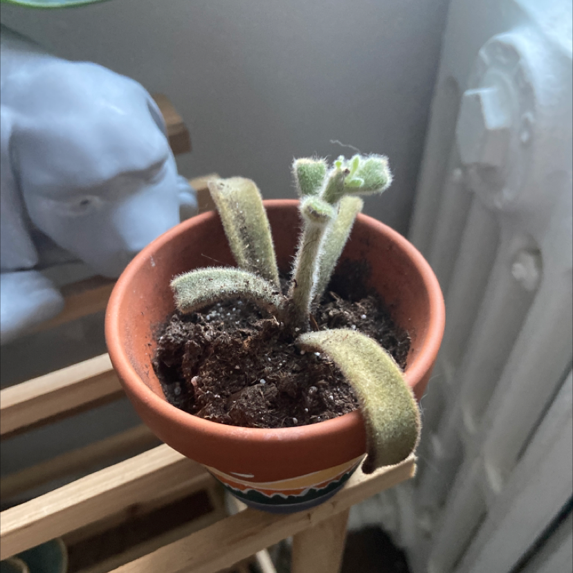 🐼 How Can You Tell If A Panda Plant Is Dying?