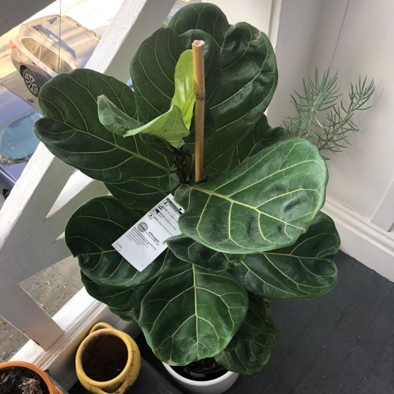 How To Fix Fiddle Leaf Fig 🍂 Yellow Leaves