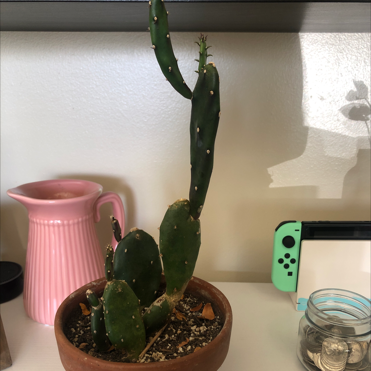 🌵 Smooth Prickly Pear Root Rot Solutions