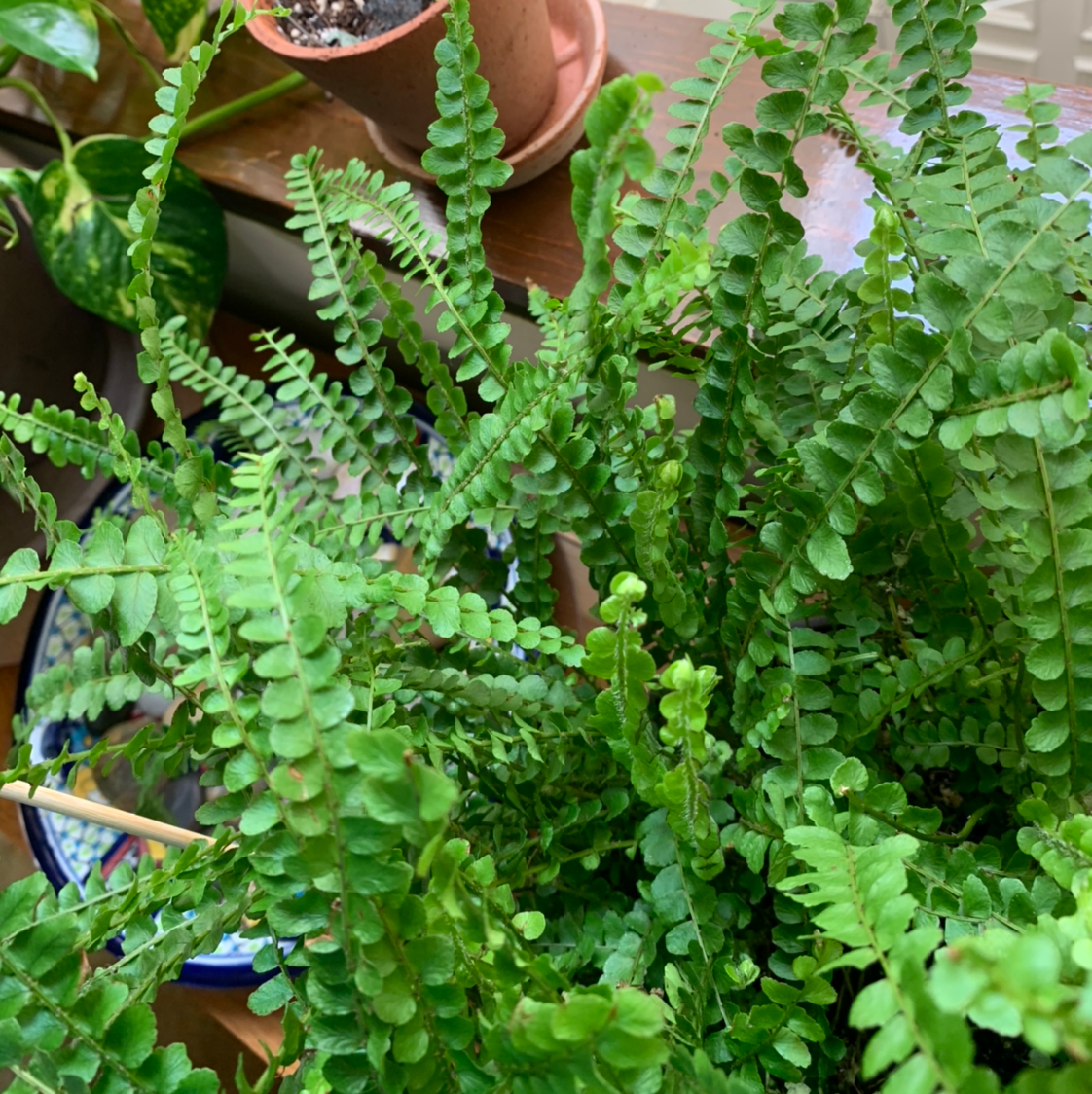 Morning Glory Plant Care: Water, Light, Nutrients | Greg App 🌱