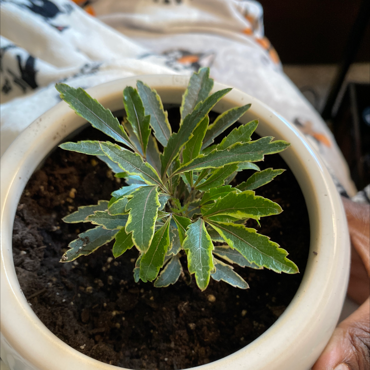 How Do I Cure false aralia root rot?