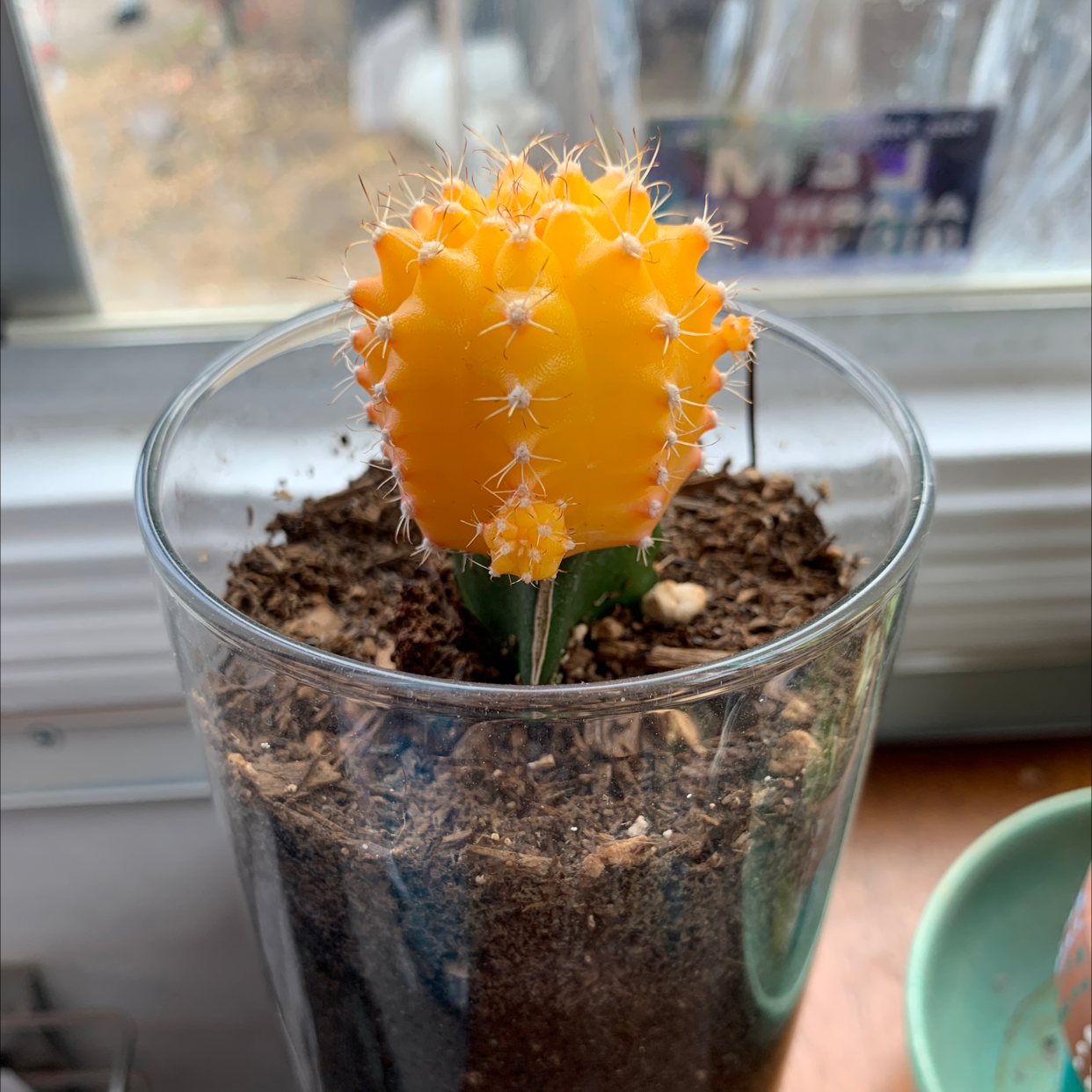 🌵 Why Are My Moon Cactus Leaves Droopy?