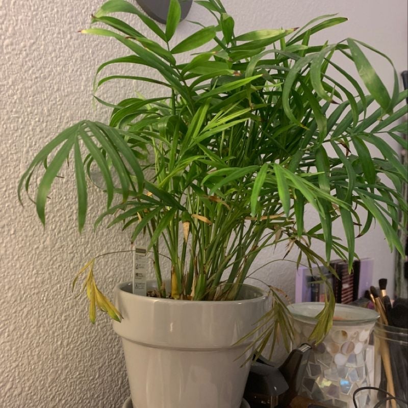 Why Are My Parlour Palm Leaves Falling Over?