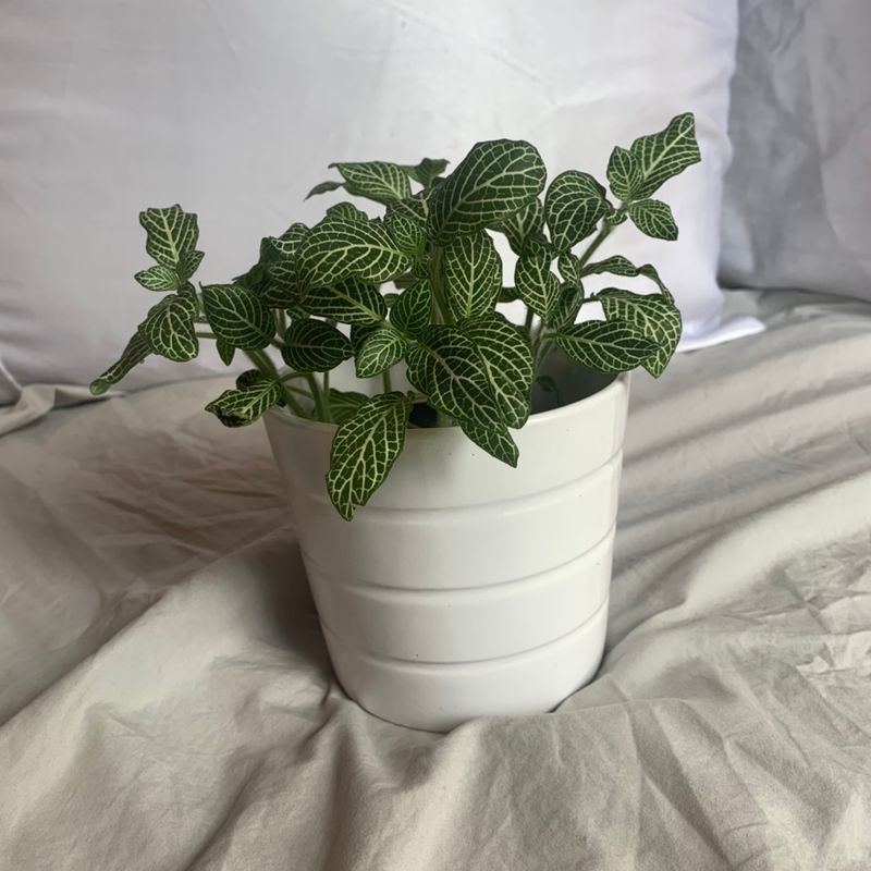 Greythorn Plant Care: Water, Light, Nutrients | Greg App 🌱