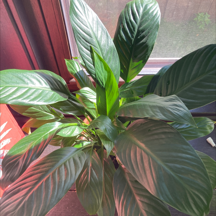 Propagating Your Peace Lily: Step-by-step Guide ☮️