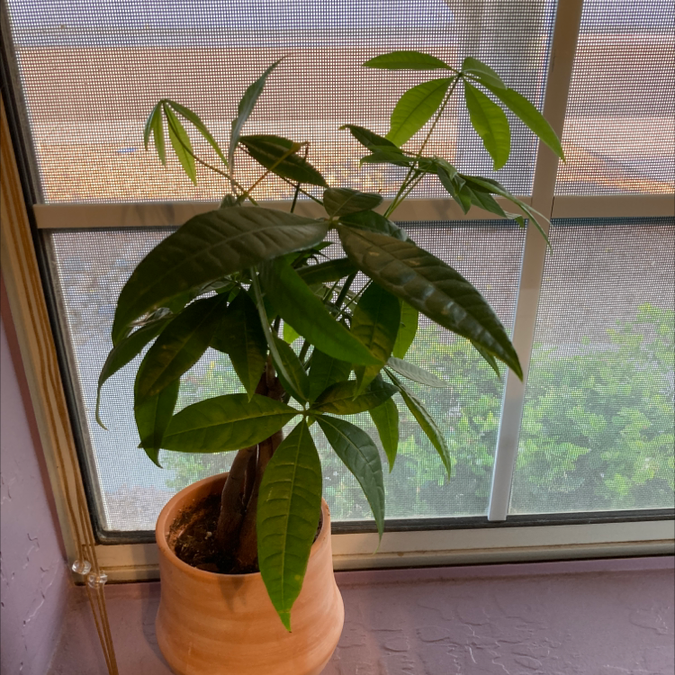 💰 What Is A Good Temperature Range For My Money Tree?