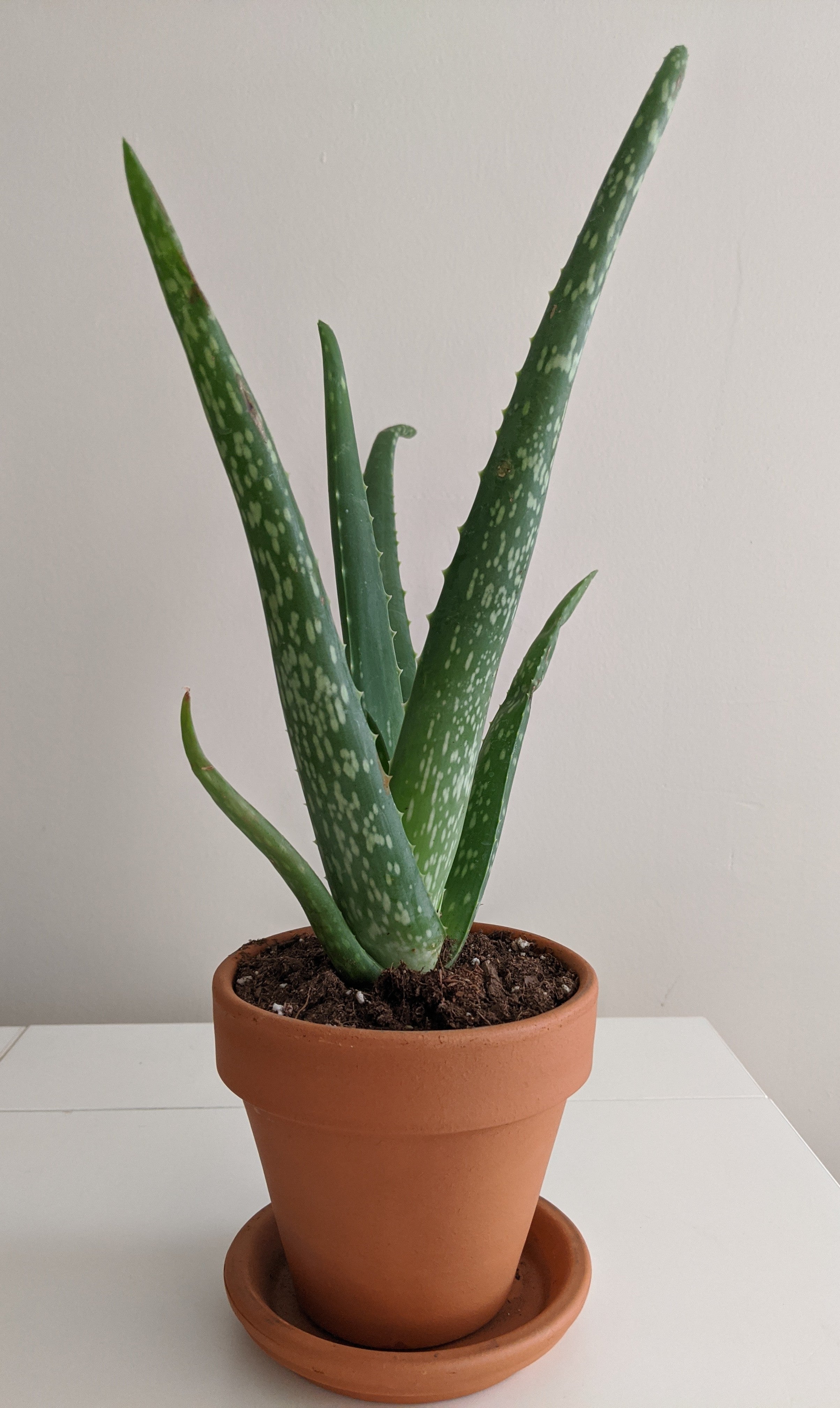 Scarlet Wattle Care 101: Water, Light & Growing Tips