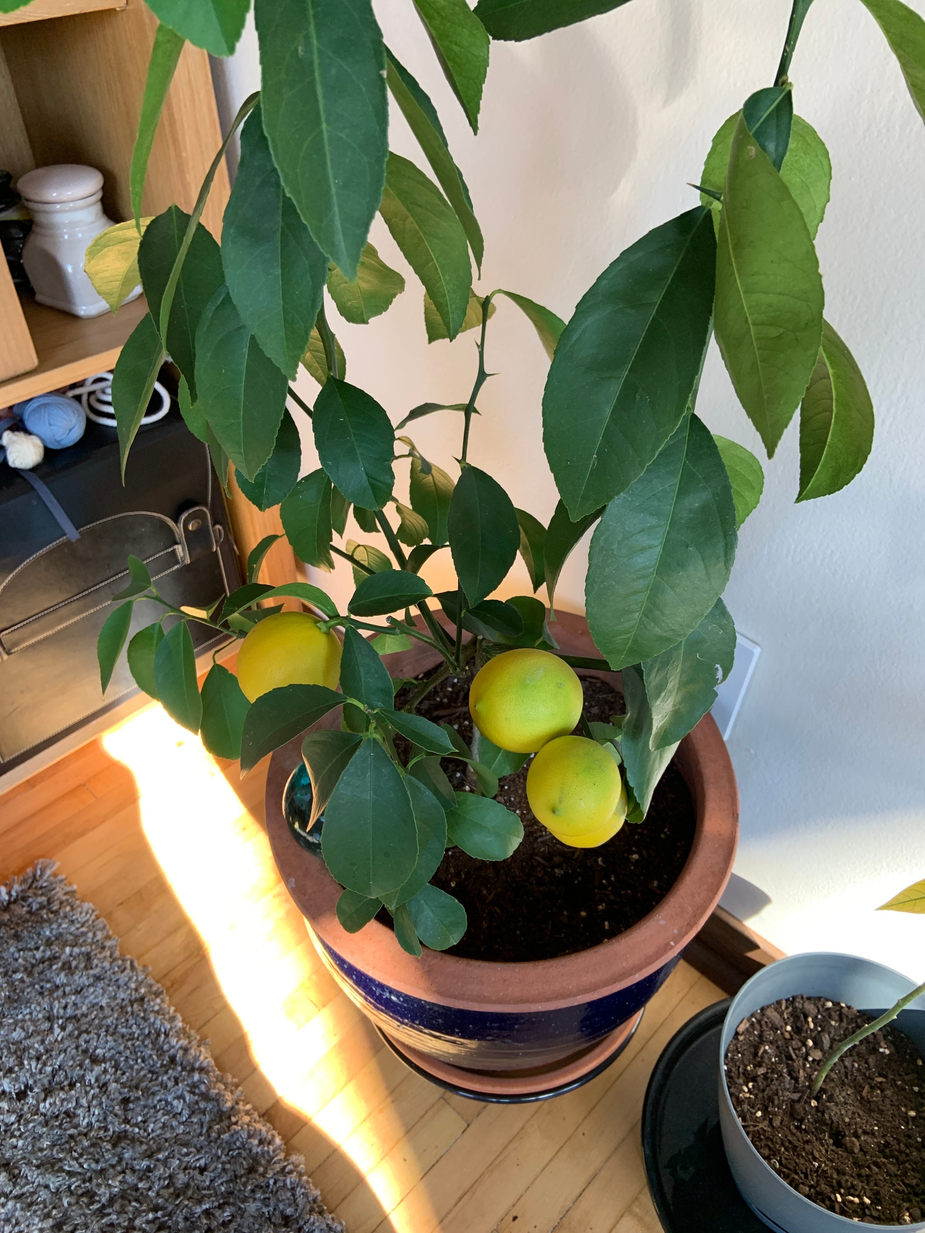 🍋 Why Are My Meyer Lemon Tree Leaves Mushy?