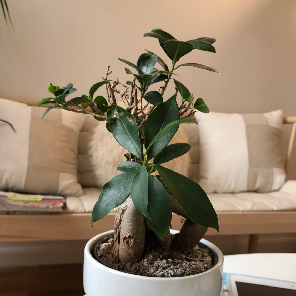 Diagnosing Ficus Ginseng Root Rot