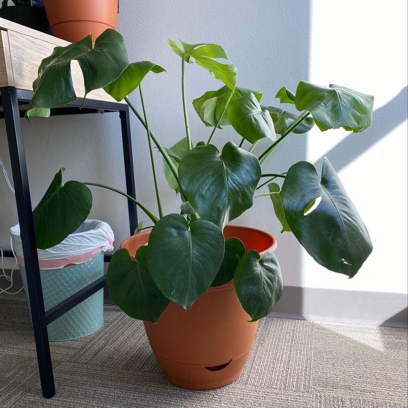 🌞 Does My Monstera Need Direct Sunlight?