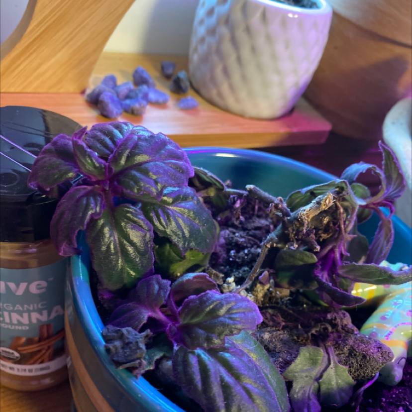 How Can You Tell If A Purple Velvet Plant Is Dying?