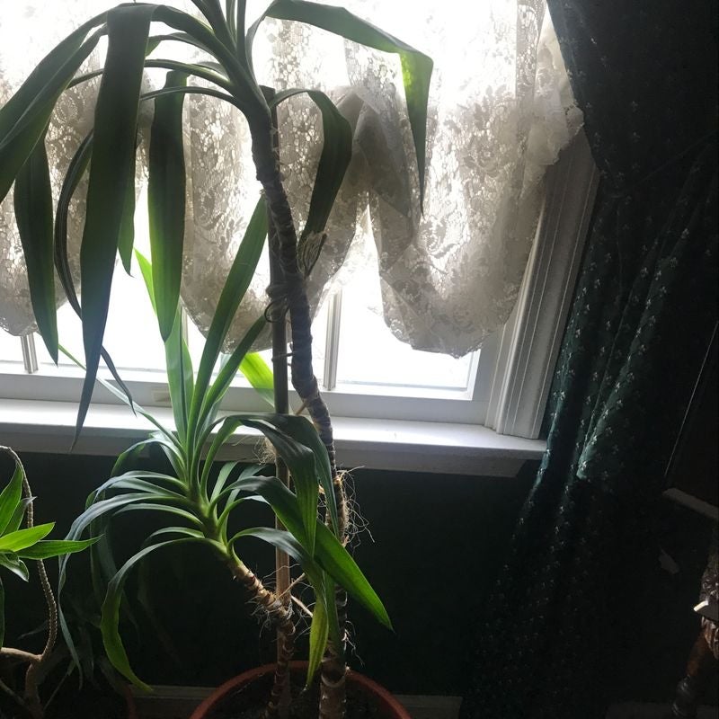 Why Are There Black Spots On My Blue-stem Yucca Leaves?