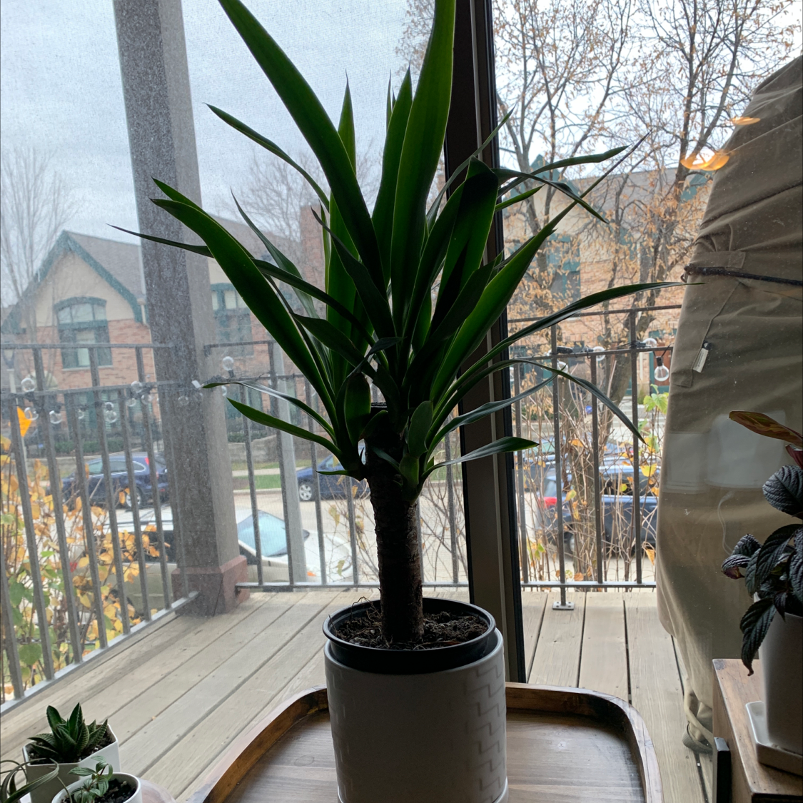 10 Advantages Of Having A Blue-stem Yucca