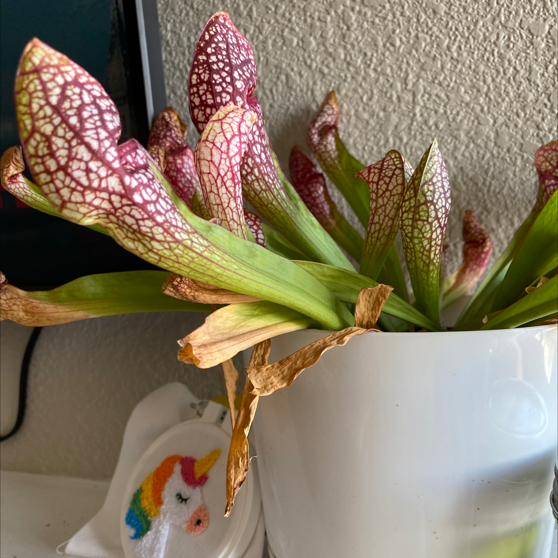 🪰 Propagating Tropical Pitcher Plant: Step-by-step Guide