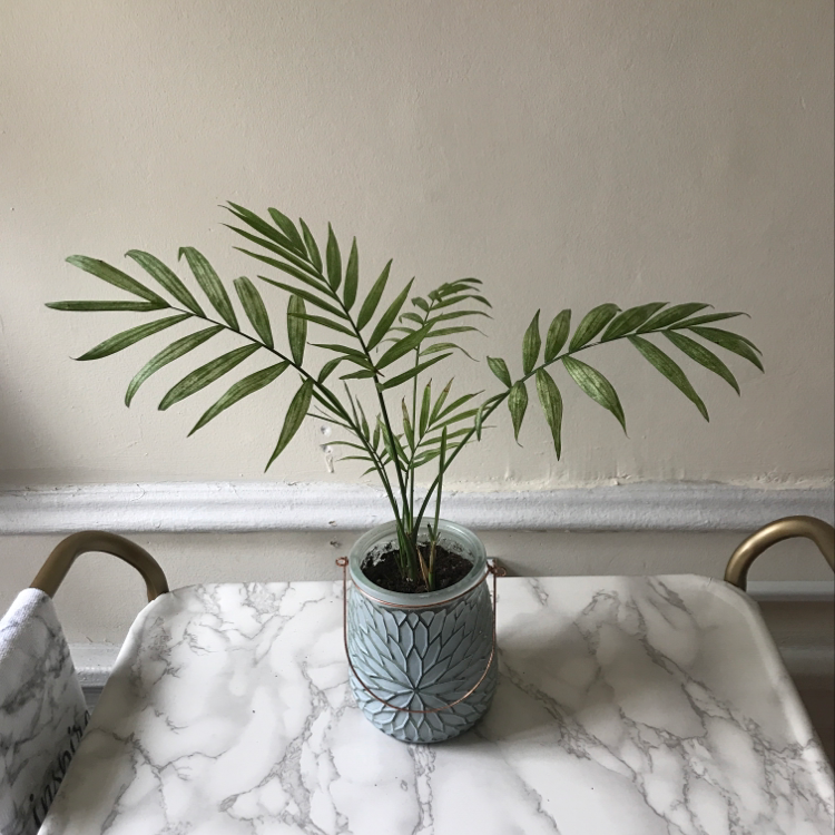 The Complete Wild Tiger Bromeliad Plant Care Guide: Water, Light & Beyond