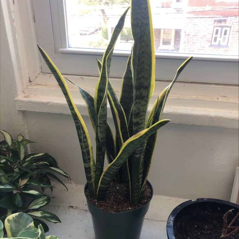 Snake Plant Roots 101