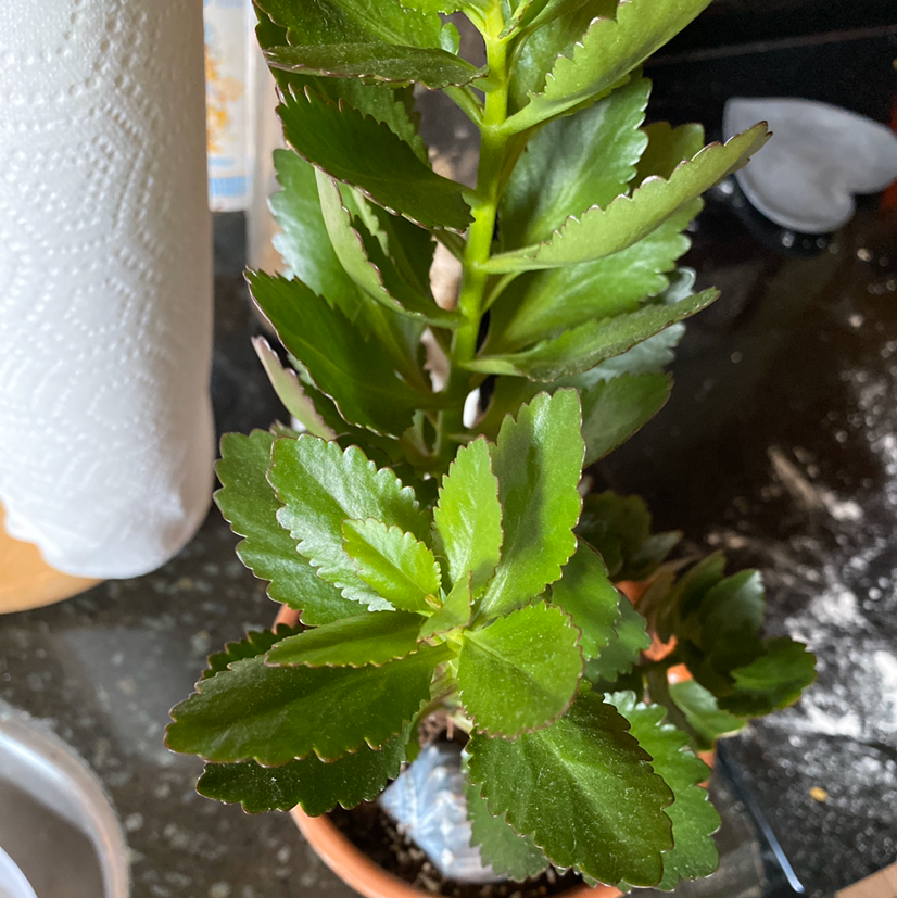 Symbolism And Benefits Of The Florist Kalanchoe