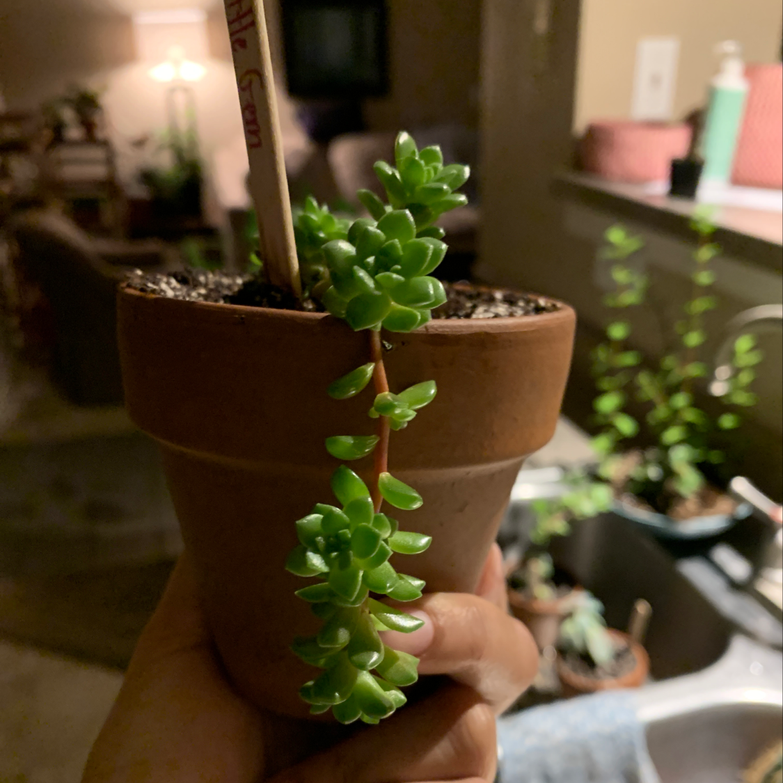 🍬 Best Potting Soil Mix for Jelly Bean Plant