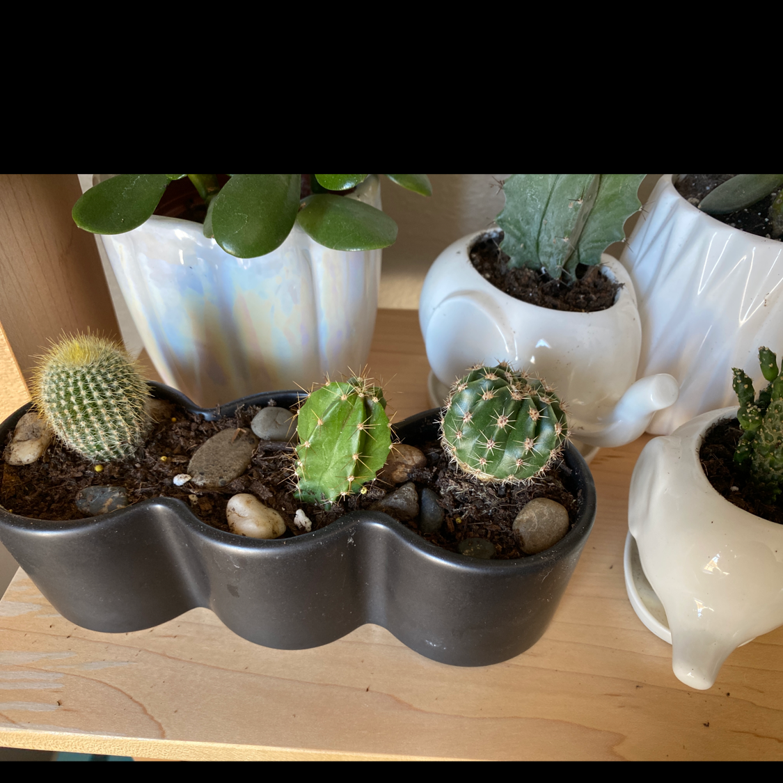 How Do I Fix Moon Cactus Root Rot? 🤒