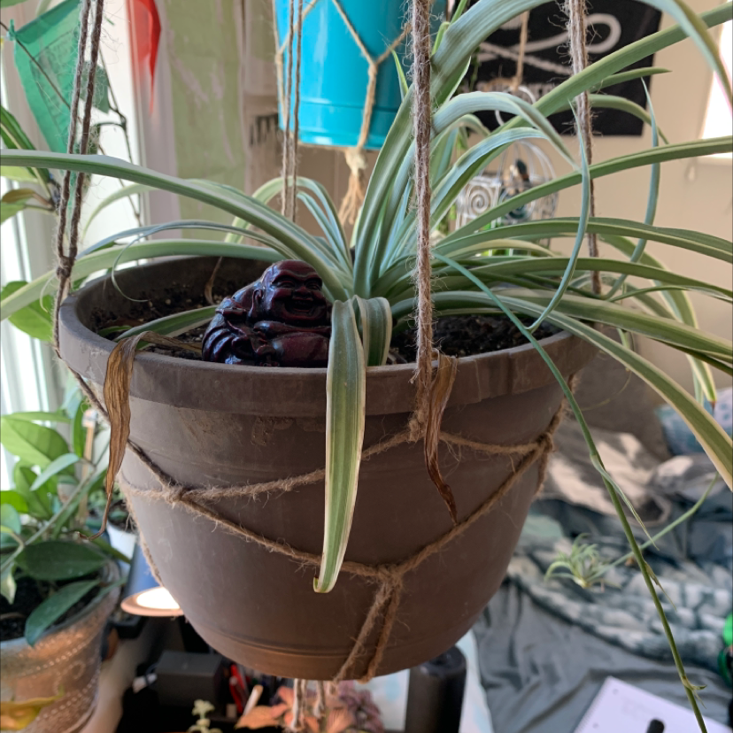 🕷 How Much Humidity Does My Spider Plant 'Variegatum’ Need?