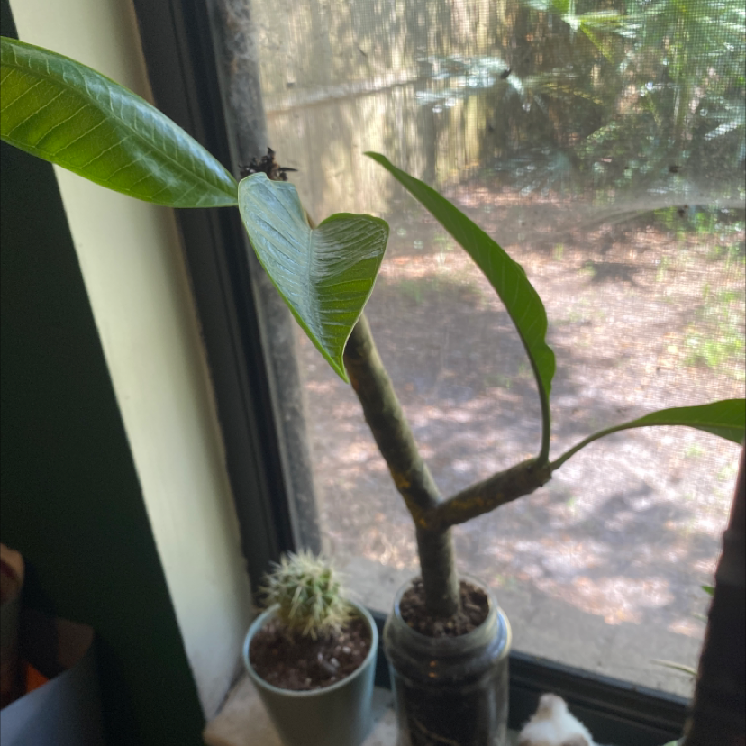 Choosing Fertilizer For My Red Frangipani