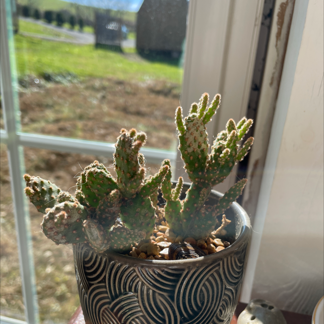 🌵 What Temperature Should My Drooping Prickly Pear Be Kept At?