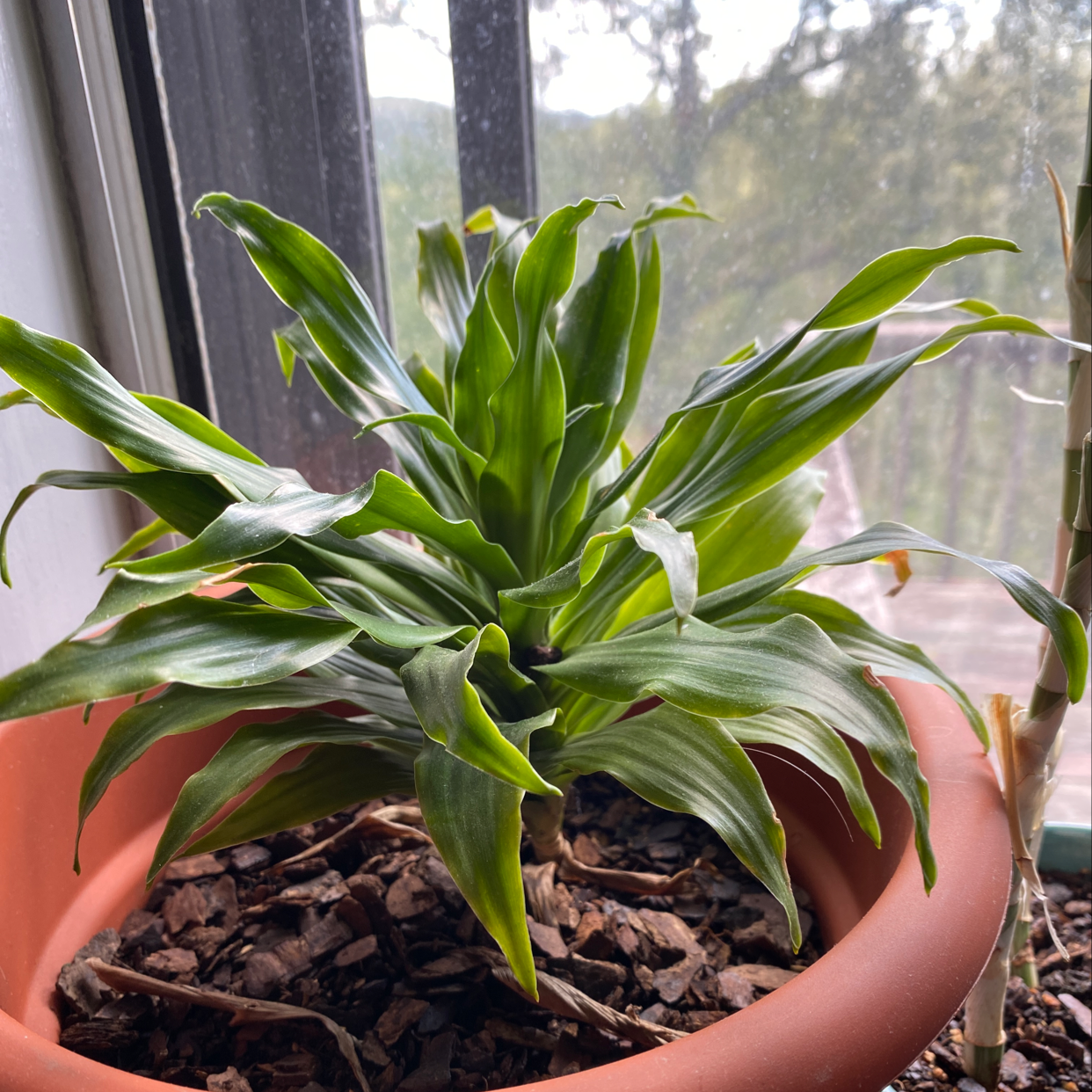 🐉 When And Where Should I Trim My Dragon Tree?