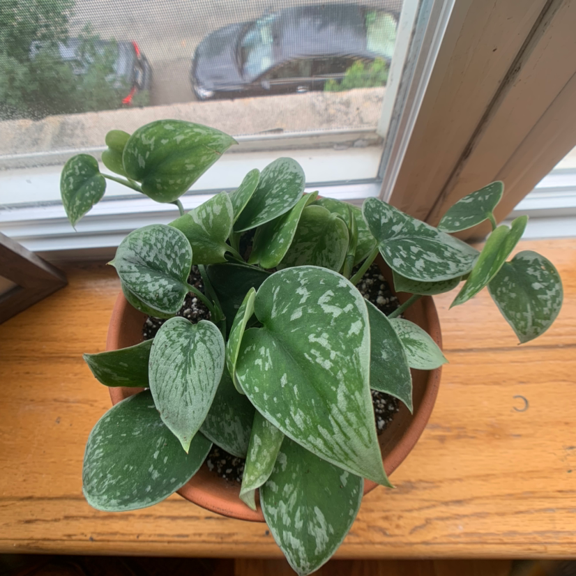 Why Are My Silver Satin Pothos Leaves Curling?