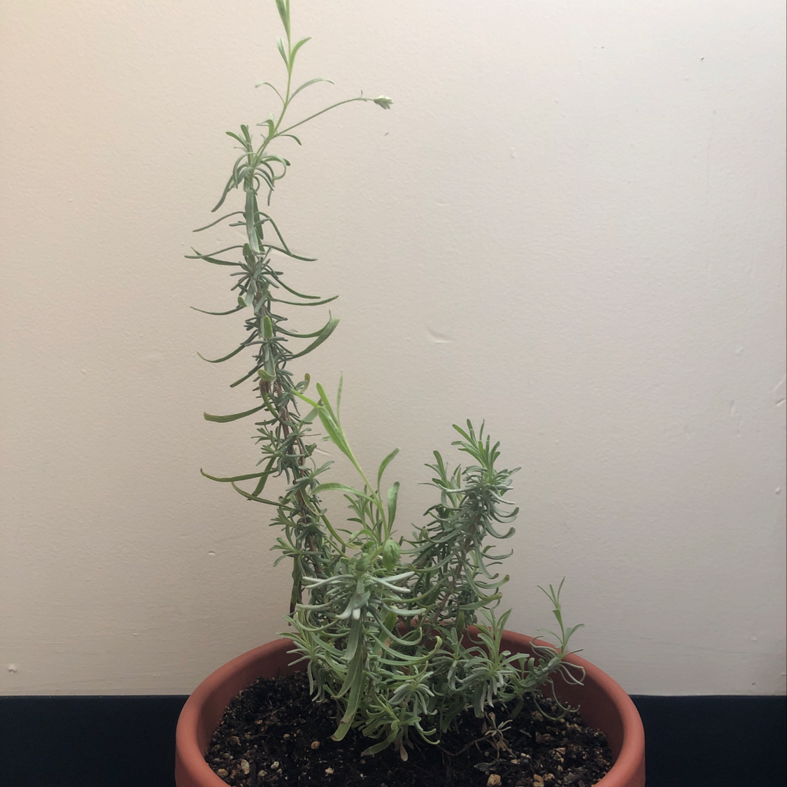 How Much Humidity Does My Rosemary Need?
