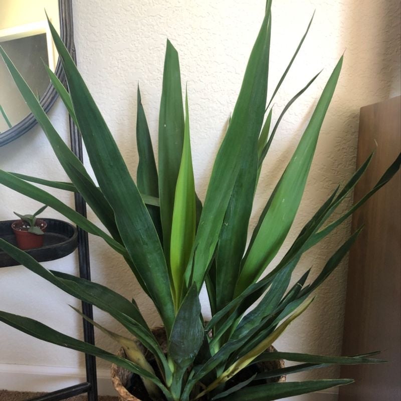 How Do I Fix blue-stem yucca root rot?