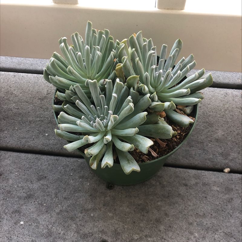 10 Benefits Of Having A Echeveria Runyonii 🌵