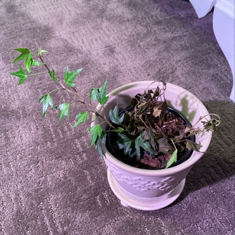 10 Benefits Of Having A English Ivy