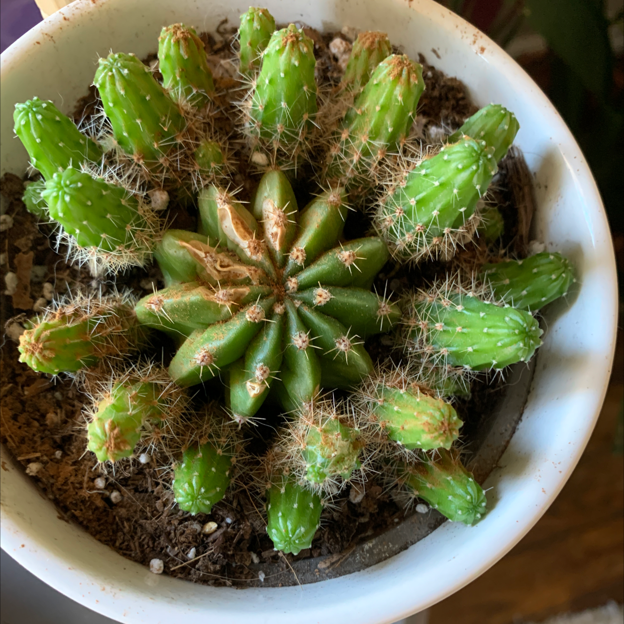 Diagnosing brittle prickly pear root rot