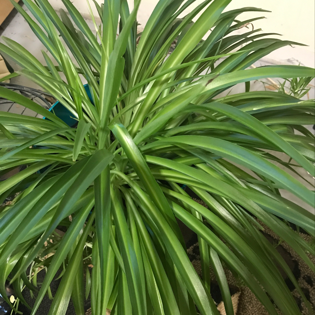🕷 How Much Humidity Does My Spider Plant Need?