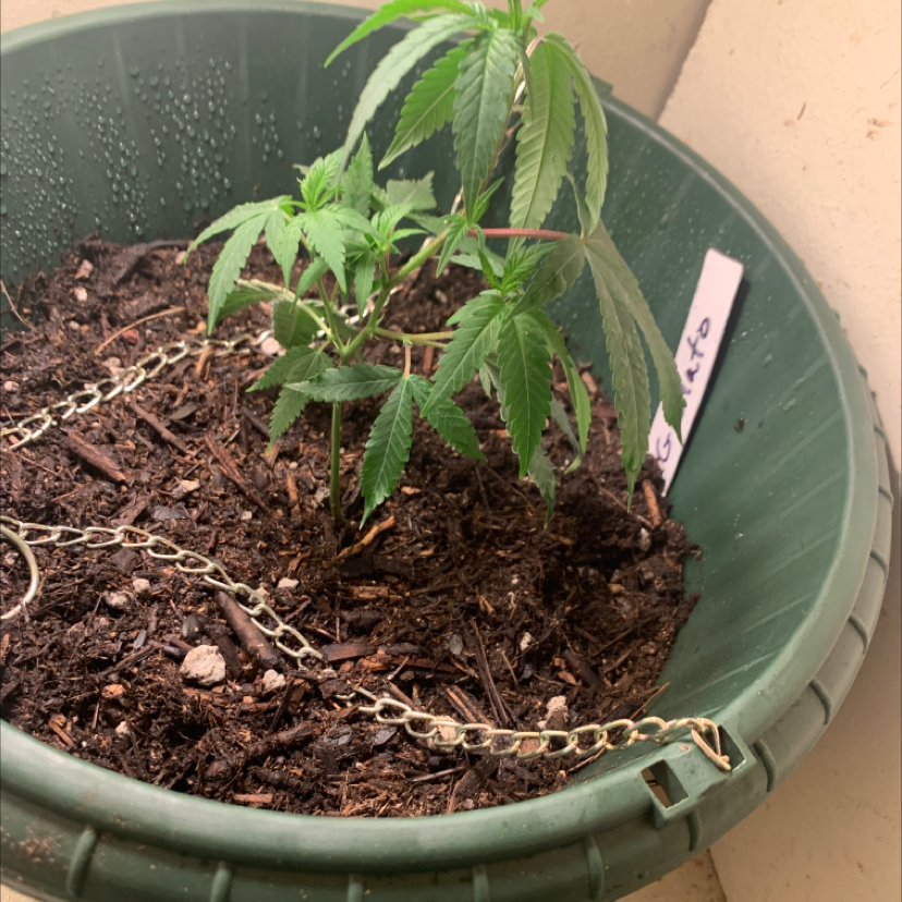 Why Are My Marijuana Leaves Dropping?