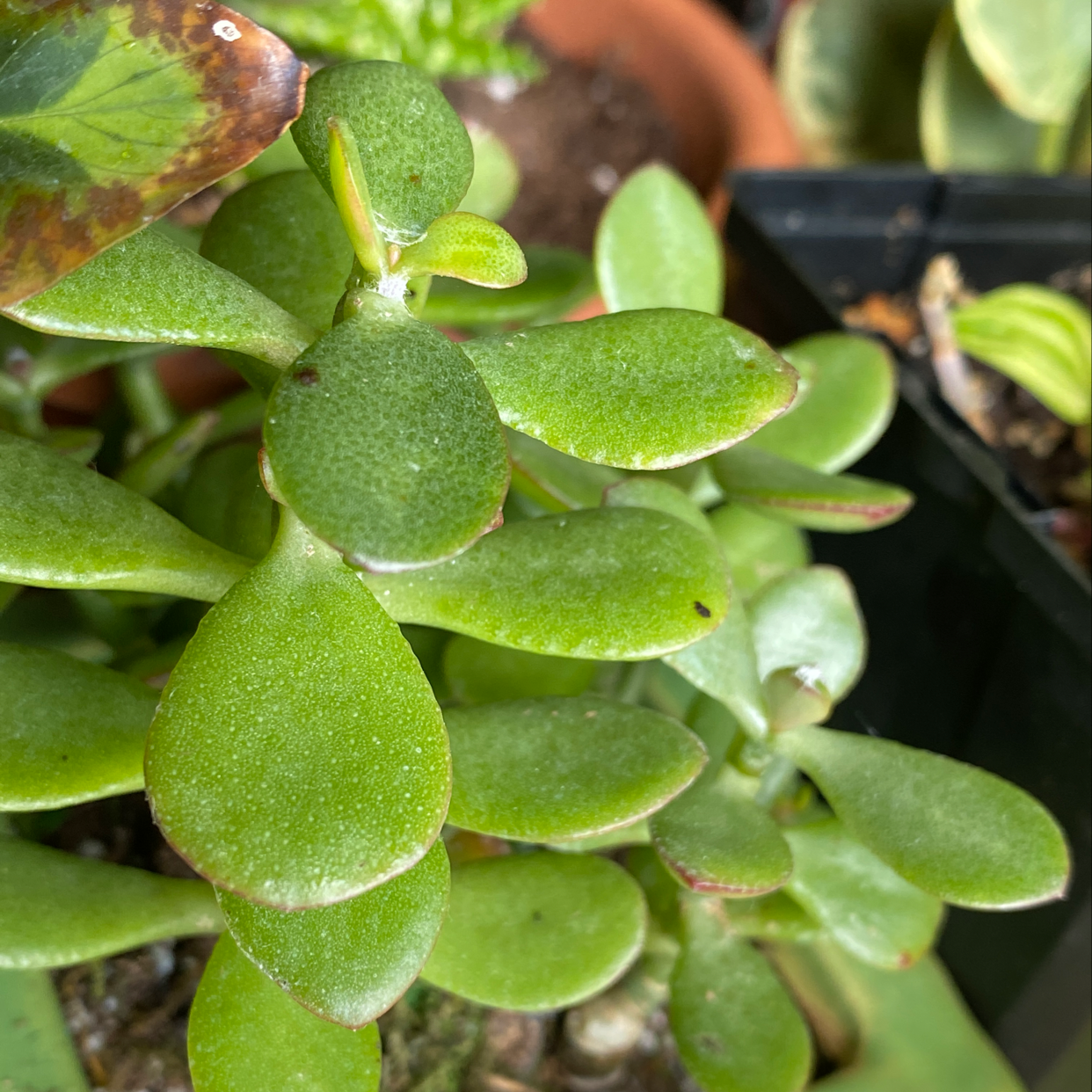 💧 Why Are My Jade Leaves Mushy?