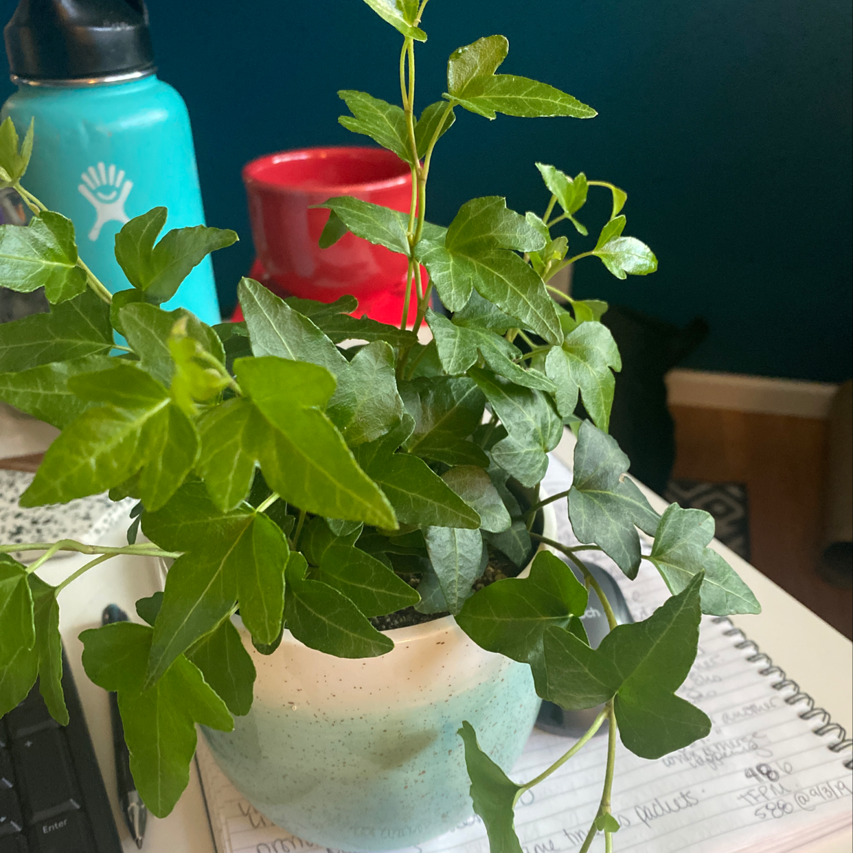 How To Get An English Ivy To Bloom