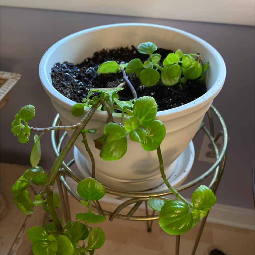 Best Soil Potting Mix for Swedish Ivy